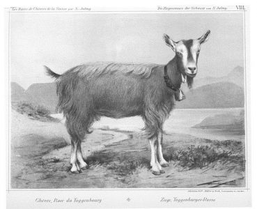 Toggenburg Goat - Breed Profile - Goat Journal